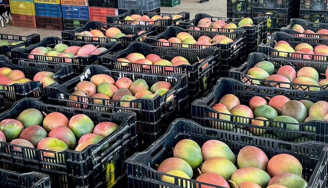 Exportación de mango: un negocio en desarrollo pero con gran potencial ...